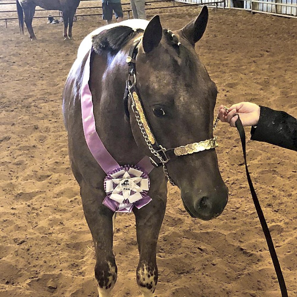 World Champion Pony - Lamar, CO – Pivotal Feeds