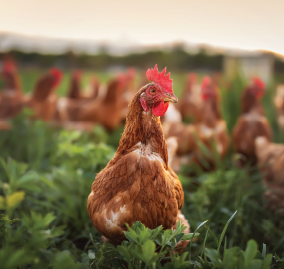 Poultry Products – Pivotal Feeds